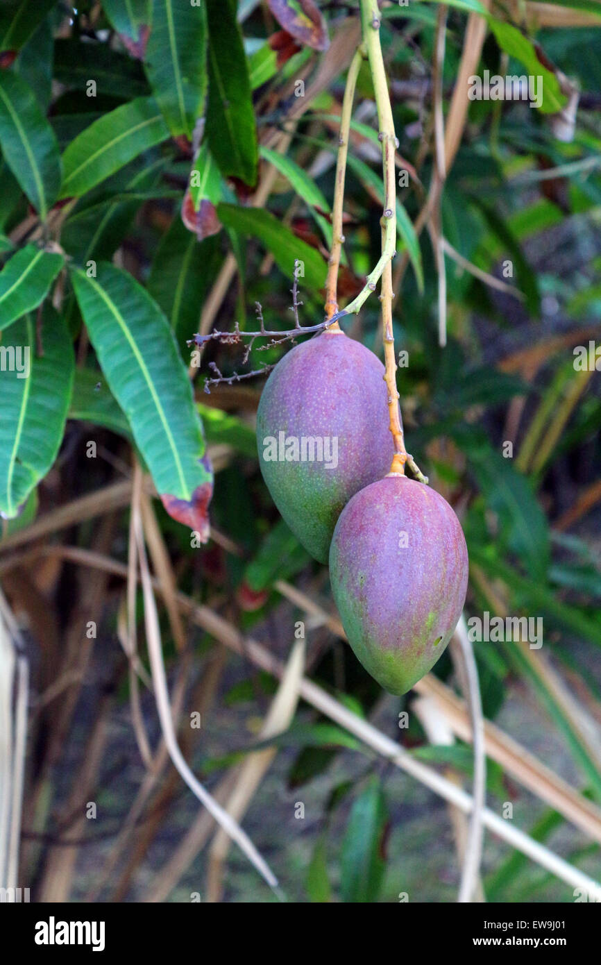mangoes on tree Stock Photo - Alamy