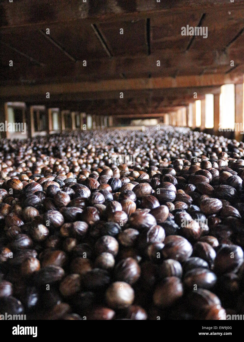 nutmeg drying on a shelf Stock Photo - Alamy