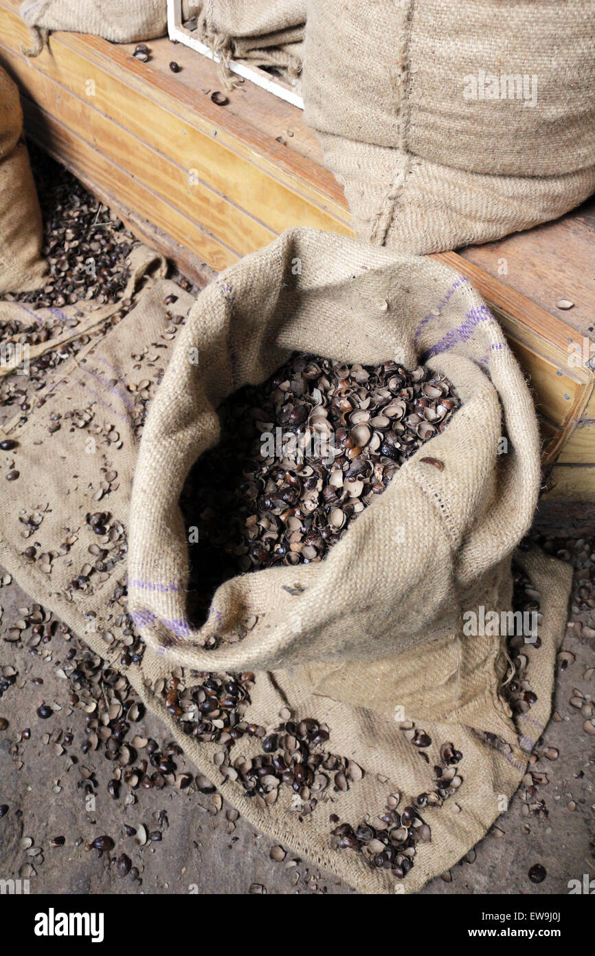 nutmeg shells in sack at processing plant Stock Photo - Alamy