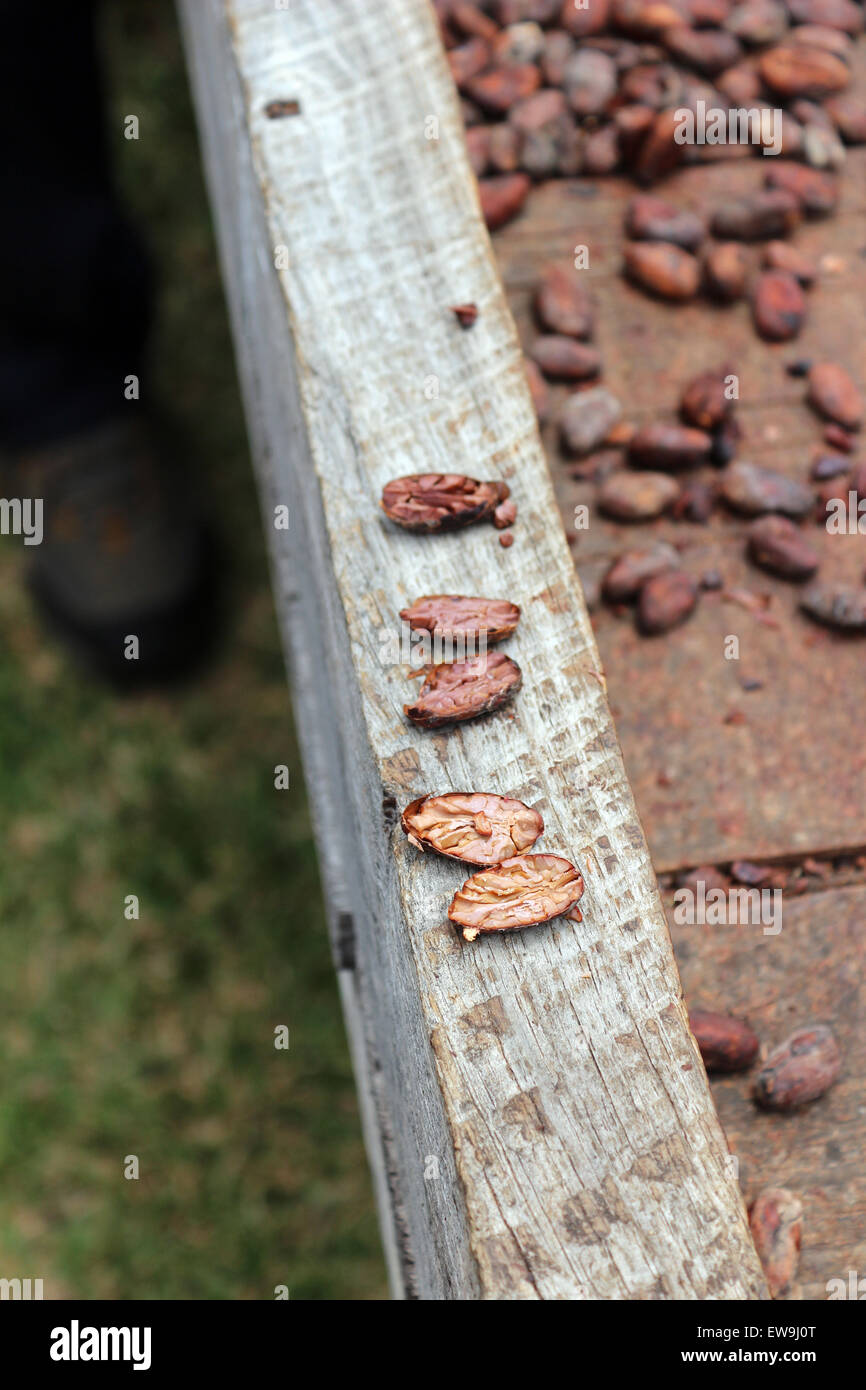 Cocoa beans on plant hi-res stock photography and images - Alamy