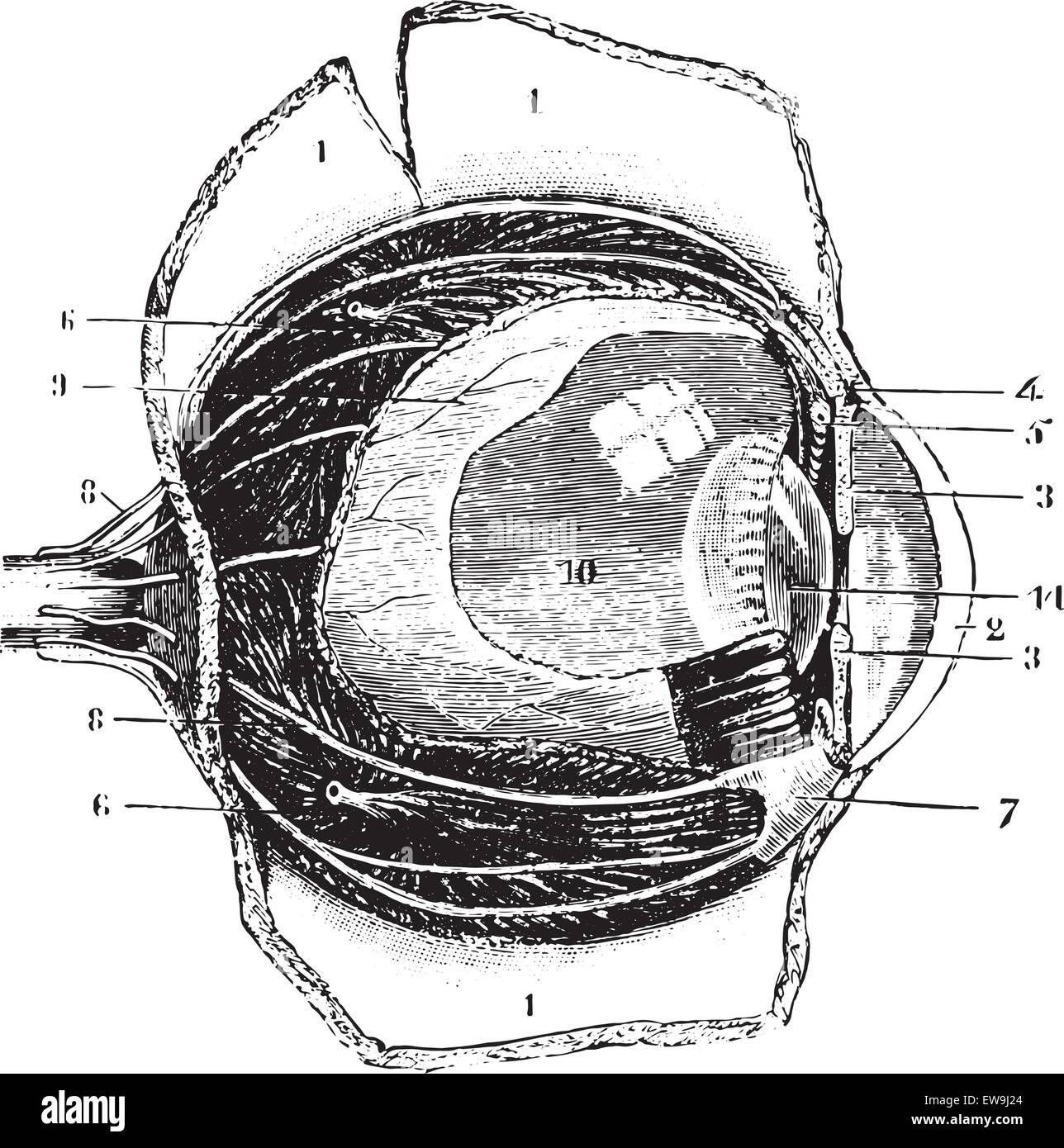 Posterior chamber hi-res stock photography and images - Alamy