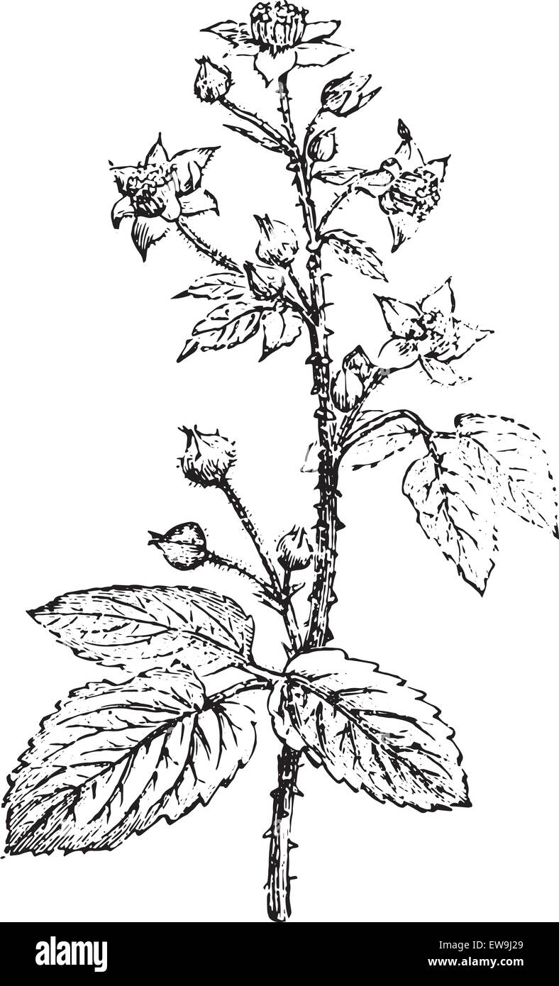 Bramble or Blackberry, vintage engraved illustration. Usual Medicine ...