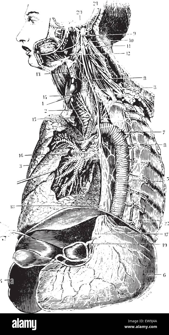 Sympathetic chain and the left vagus nerve, vintage engraved ...