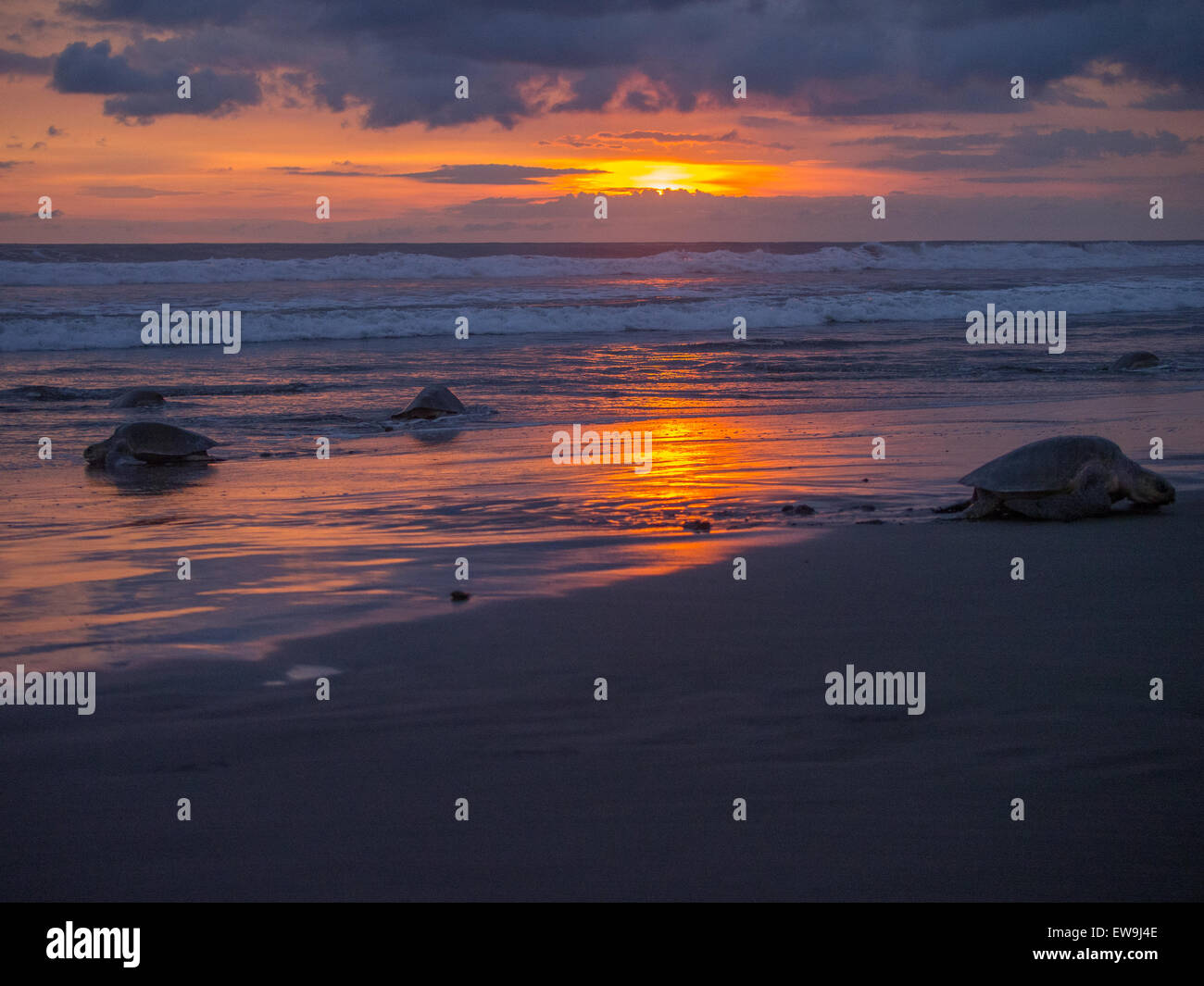 Sea turtles (Lepidochelys olivacea) at sunset on a Costa Rican beach ...