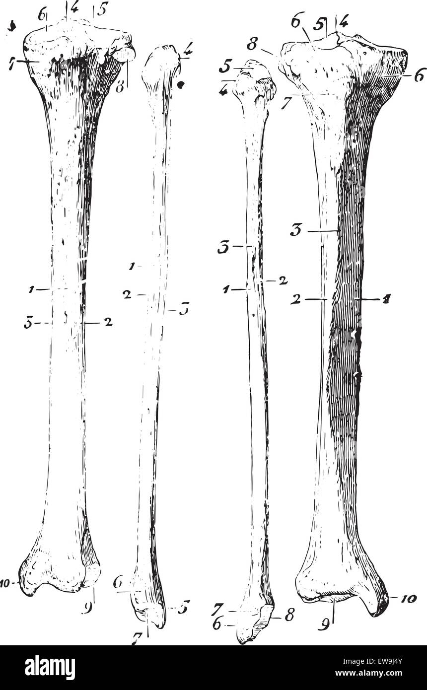 Skeleton of the leg, vintage engraved illustration. Usual Medicine ...