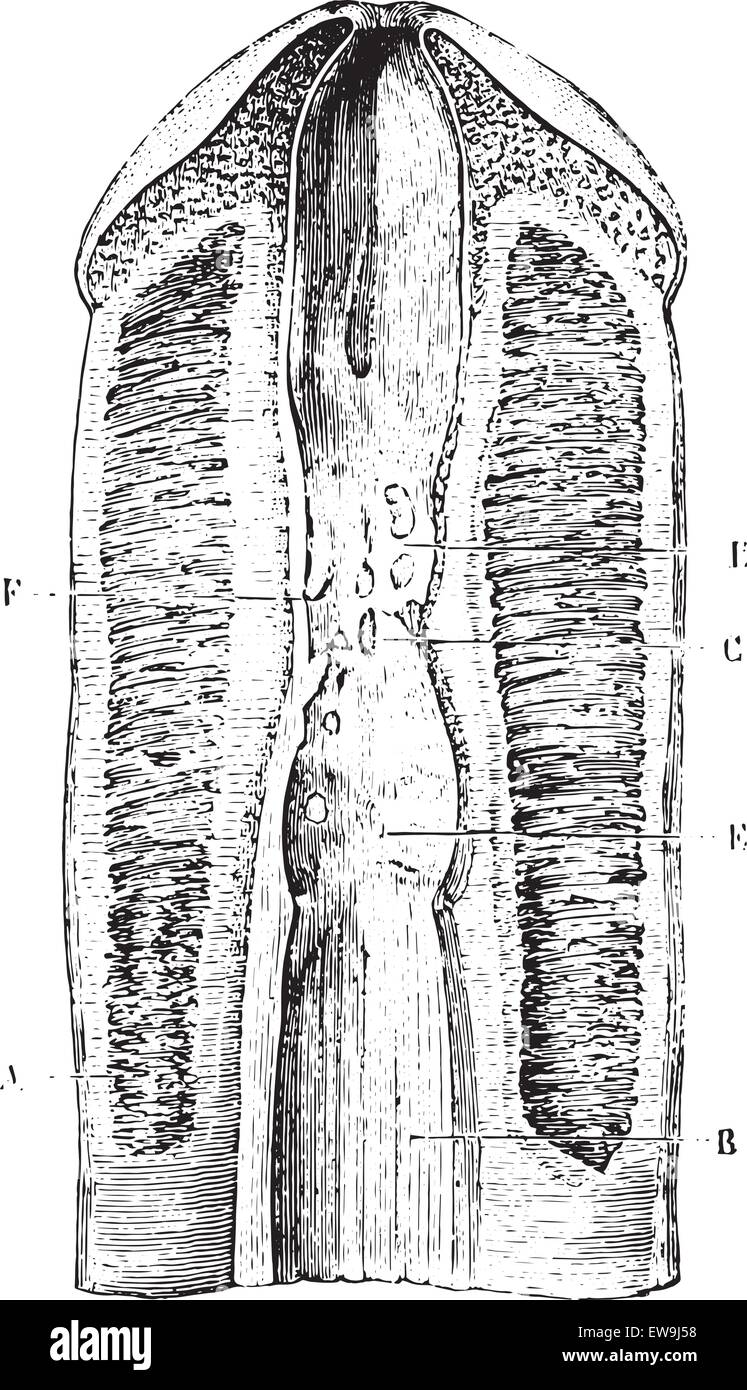 Urethra hi-res stock photography and images - Alamy