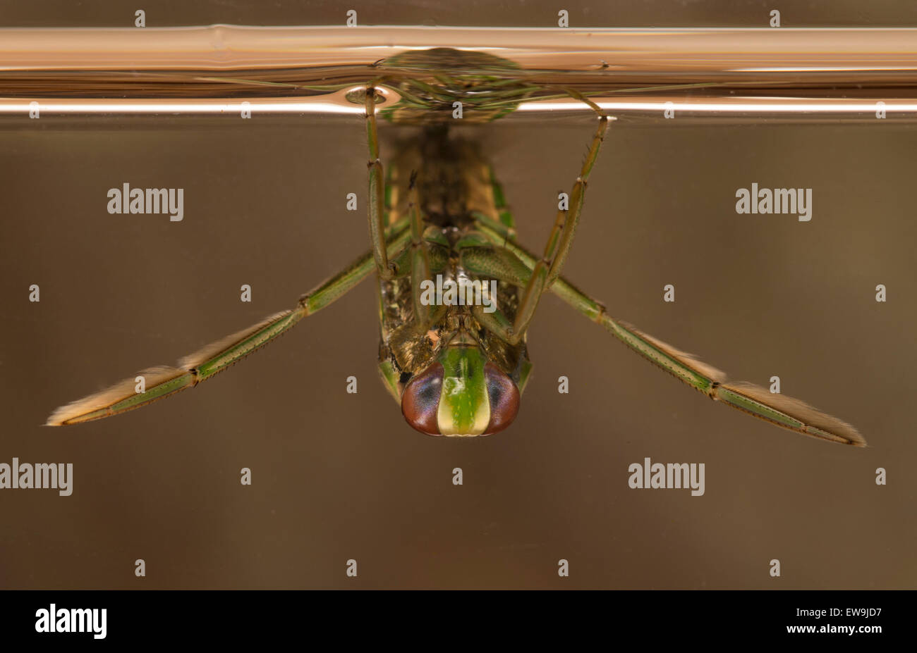 Greater water boatman Notonecta or backswimmer in photo aquarium Stock ...