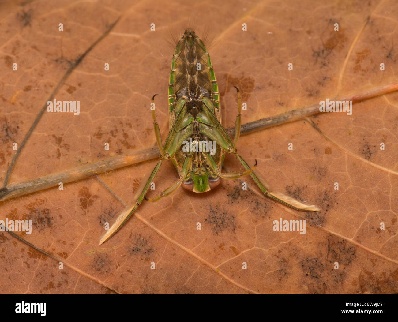 Greater water boatman Notonecta or backswimmer in photo aquarium Stock ...