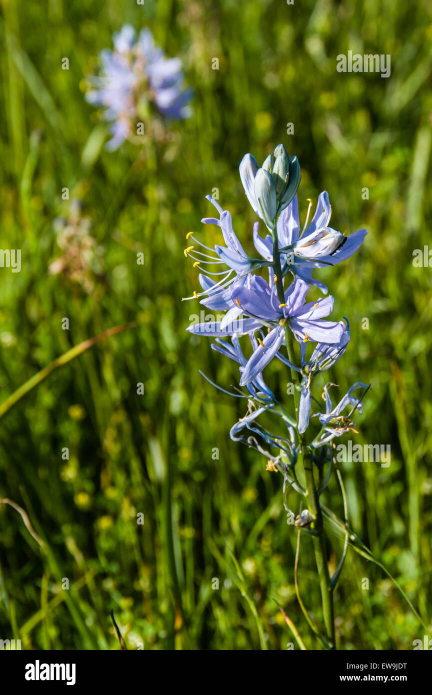 Native wild flower Camassia quamash in bloom with blue flowers Stock ...