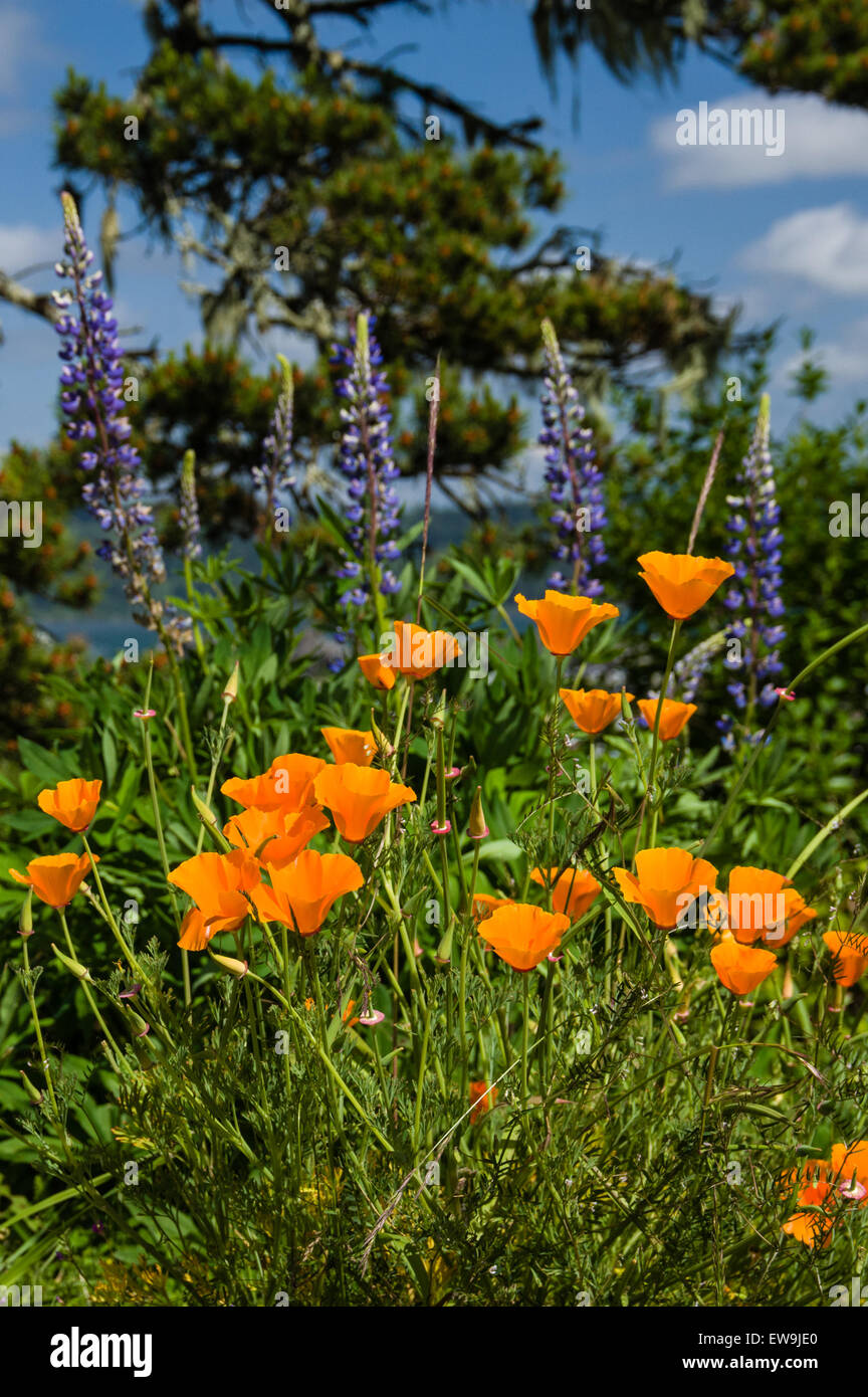 Native poppies and wildflowers near the coast Stock Photo - Alamy