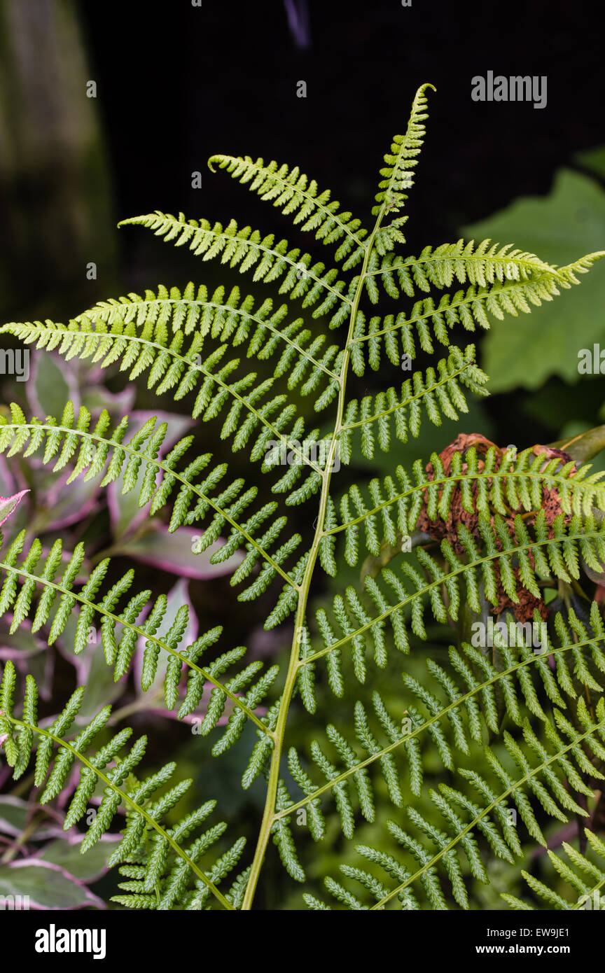 A green fern leaf or frond in the woods Stock Photo - Alamy