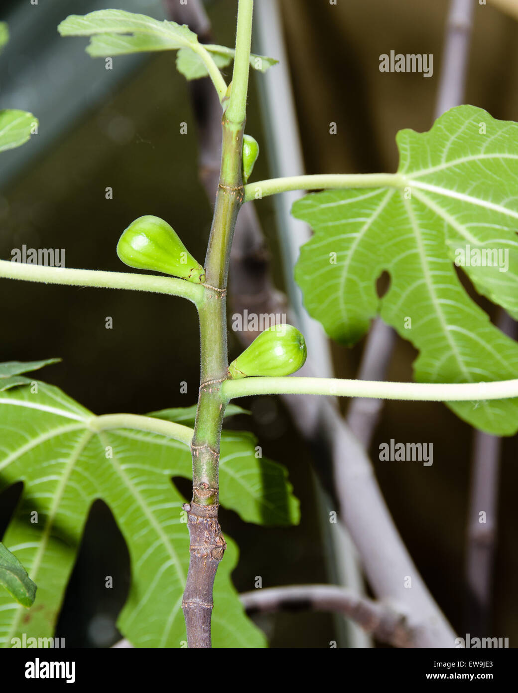Edible fig tree hi-res stock photography and images - Alamy