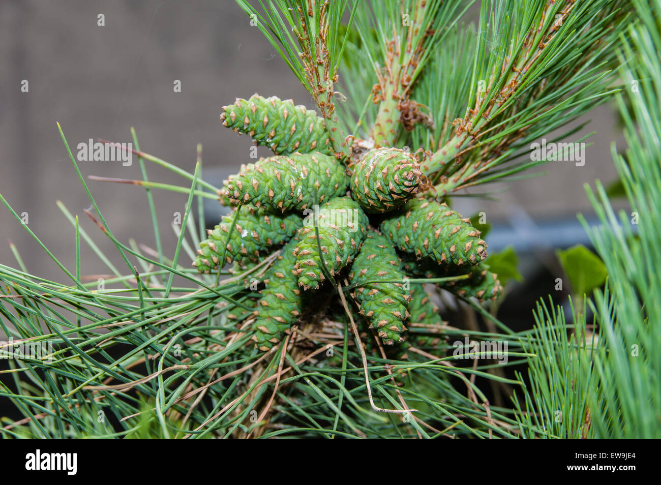 Clustered cone pine hi-res stock photography and images - Alamy