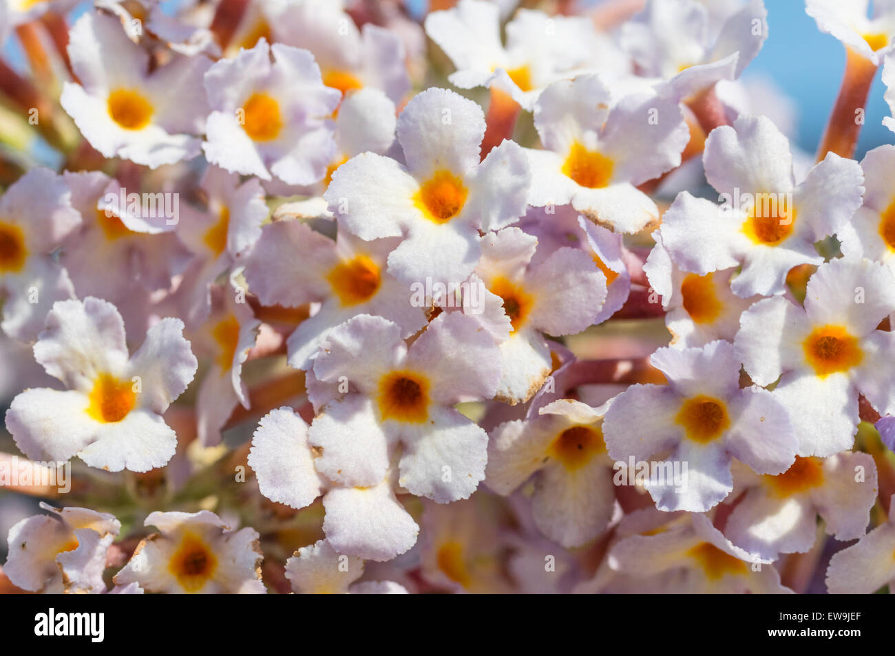 Group of tiny white florets for background Stock Photo - Alamy