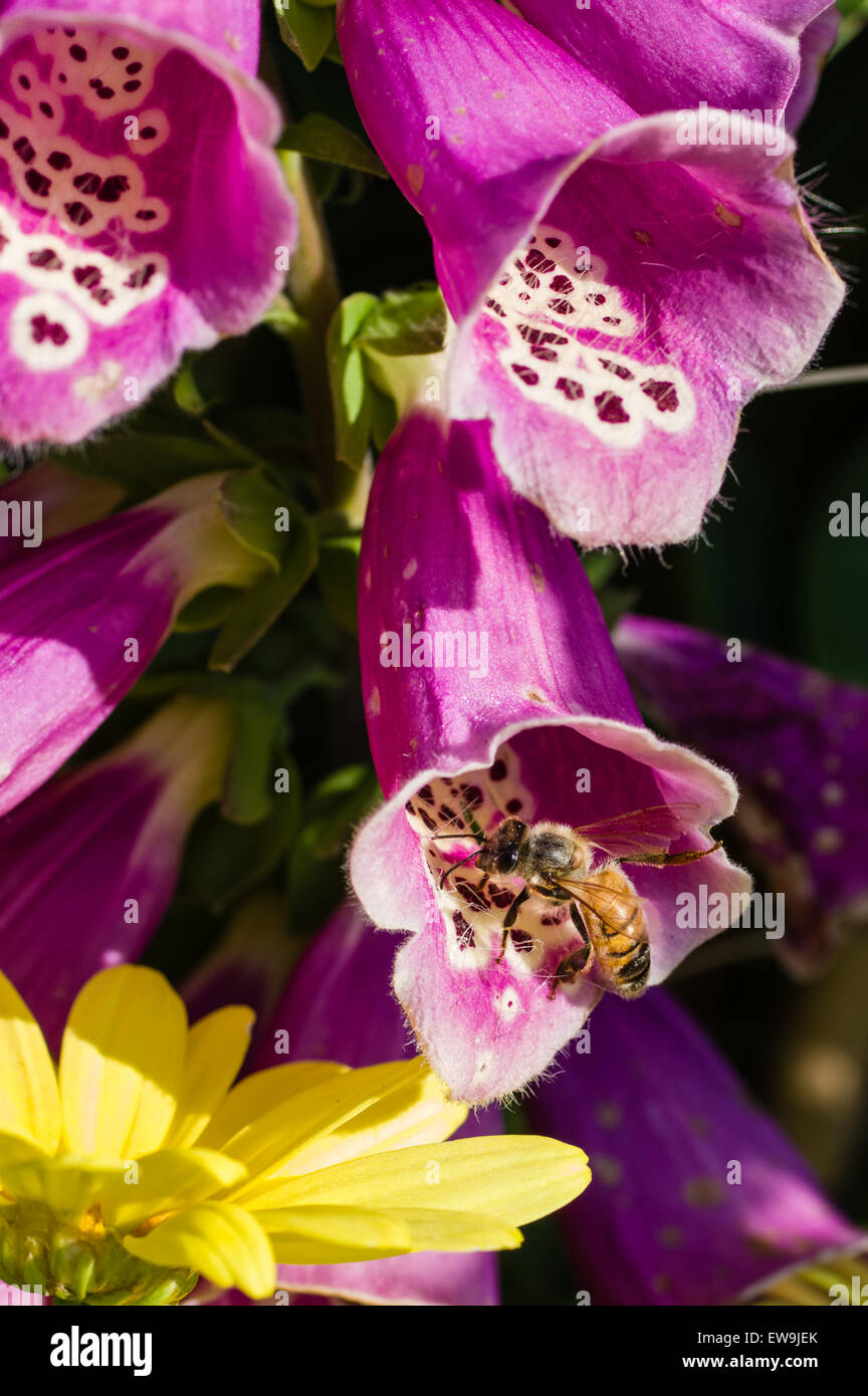 Red digitalis hi-res stock photography and images - Alamy