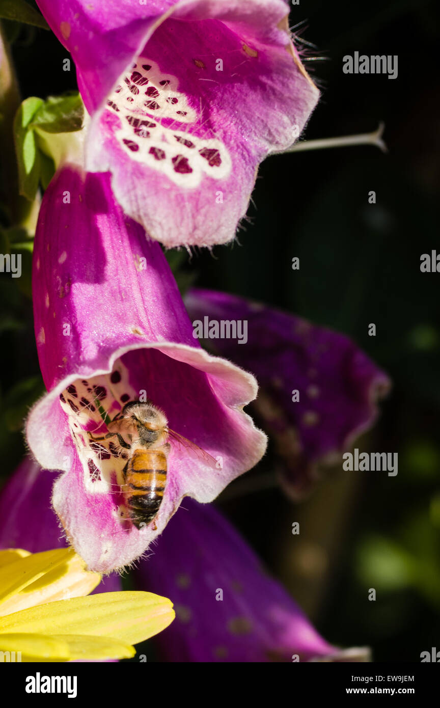 Honey bee polinating a red Digitalis purpurea flower Stock Photo - Alamy