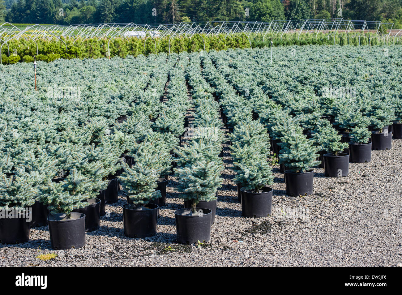 Rows plants in nursery hi-res stock photography and images - Alamy
