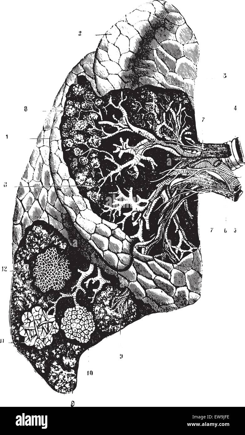 Lung internal structure hi-res stock photography and images - Alamy
