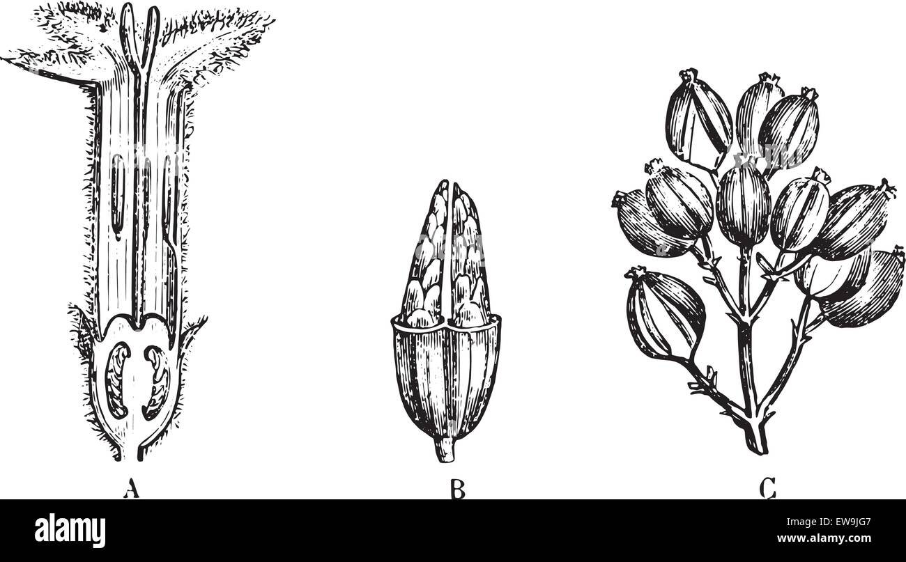 Cinchona calisaya, vintage engraved illustration. Usual Medicine ...