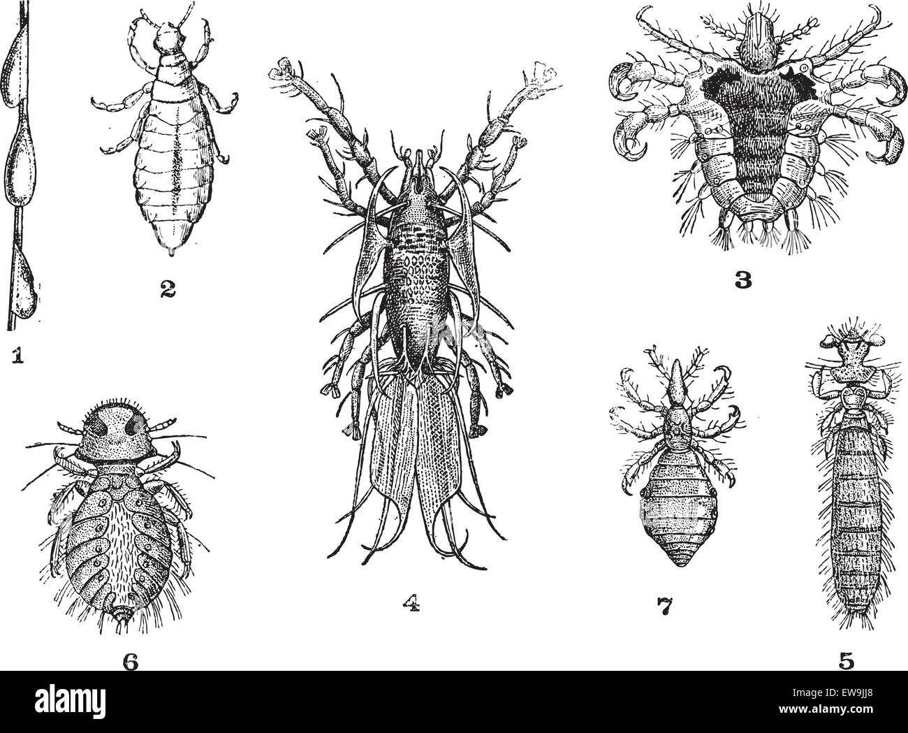Pubic Lice Life Cycle