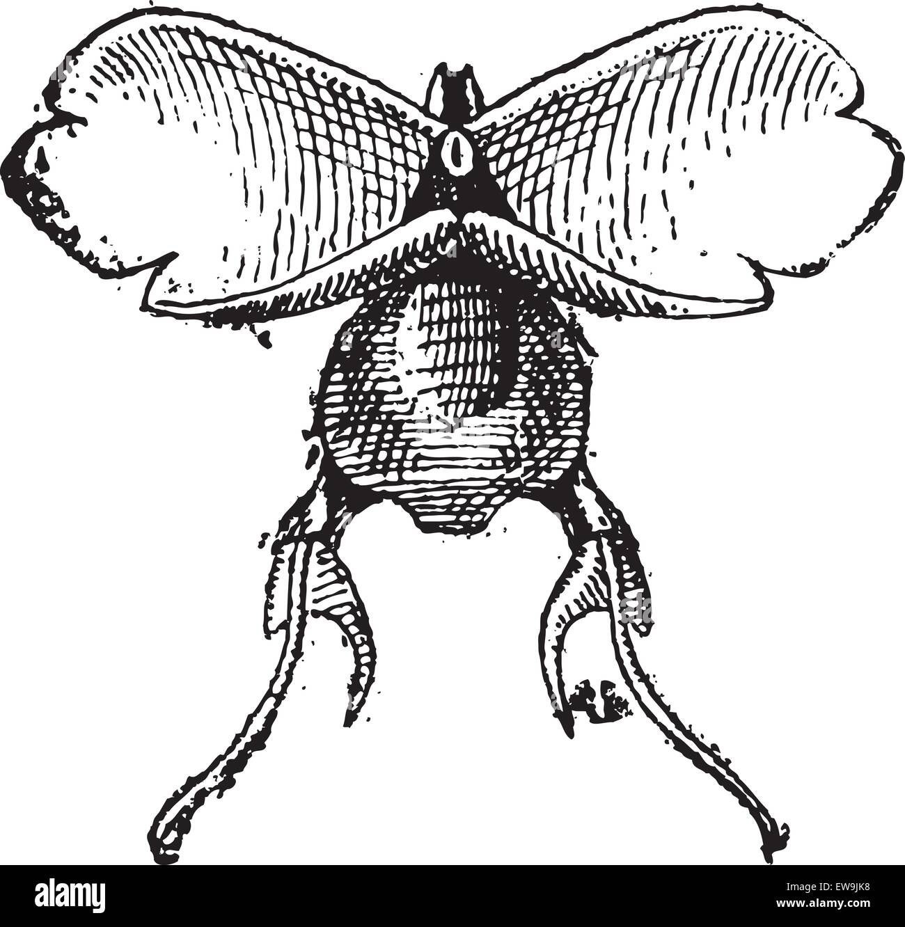 Pteropoda hi-res stock photography and images - Alamy