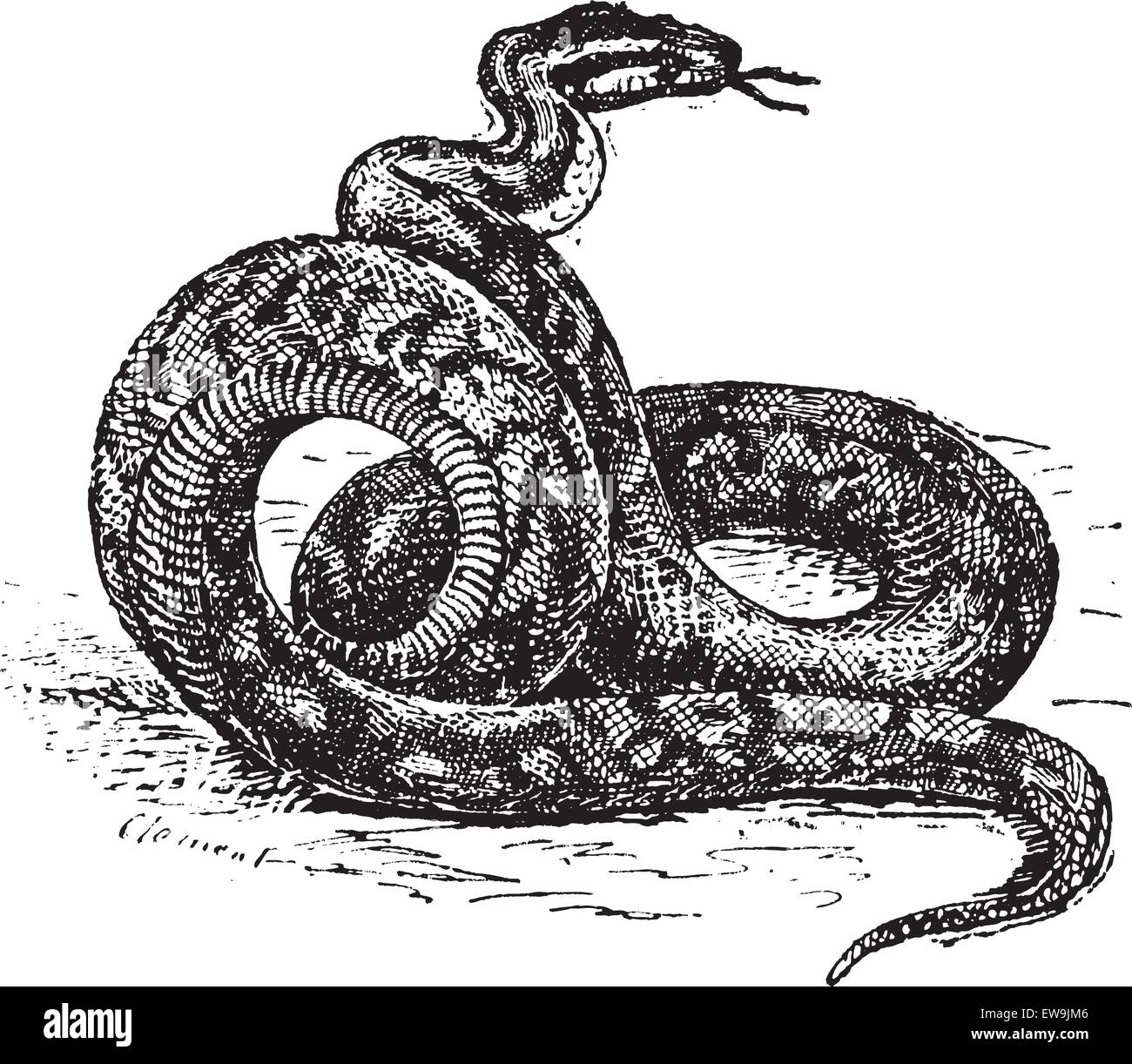 Old engraved illustration of Python. Dictionary of words and things ...