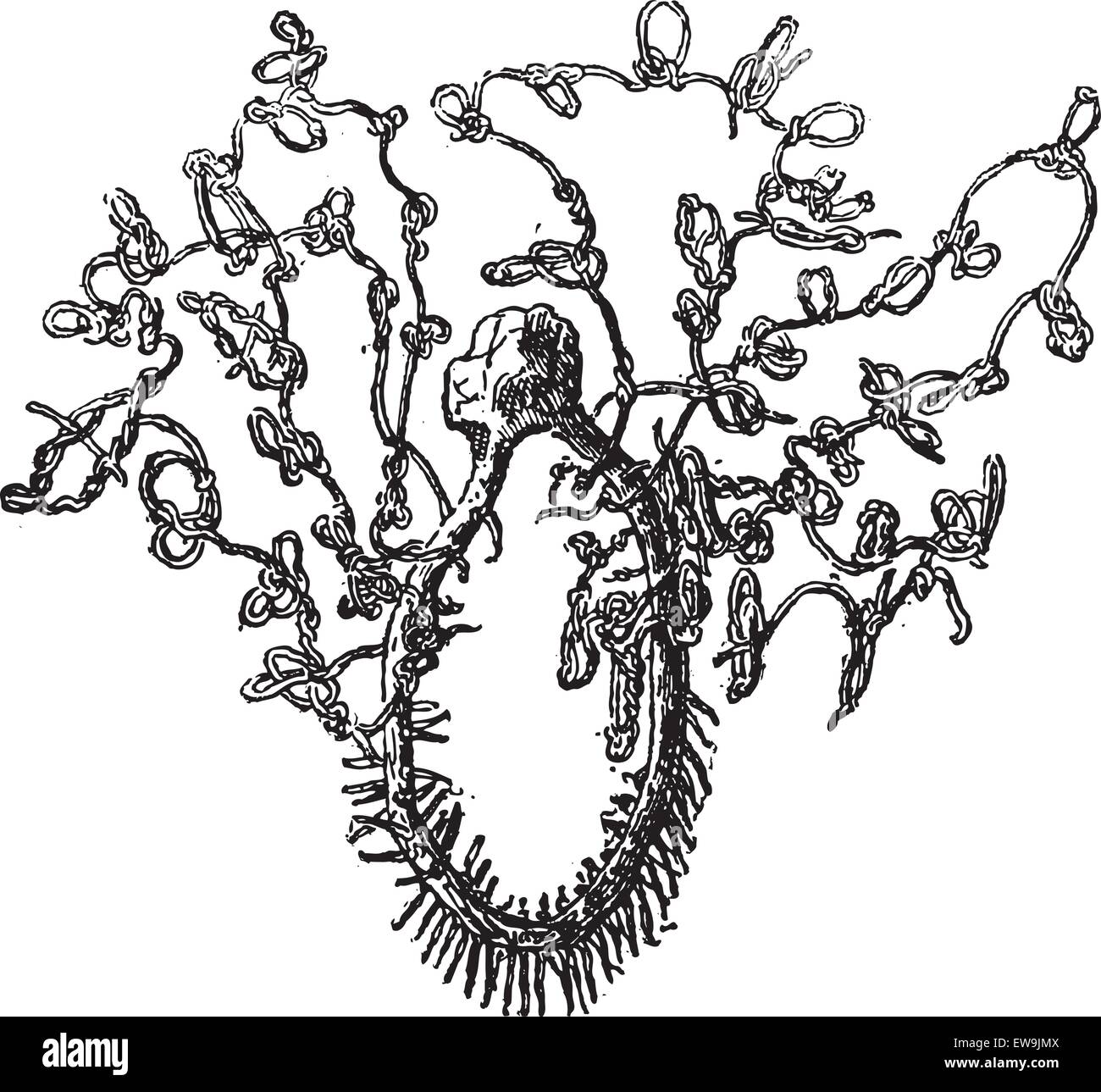 Old engraved illustration of Quipus or khipus or talking knots of ...