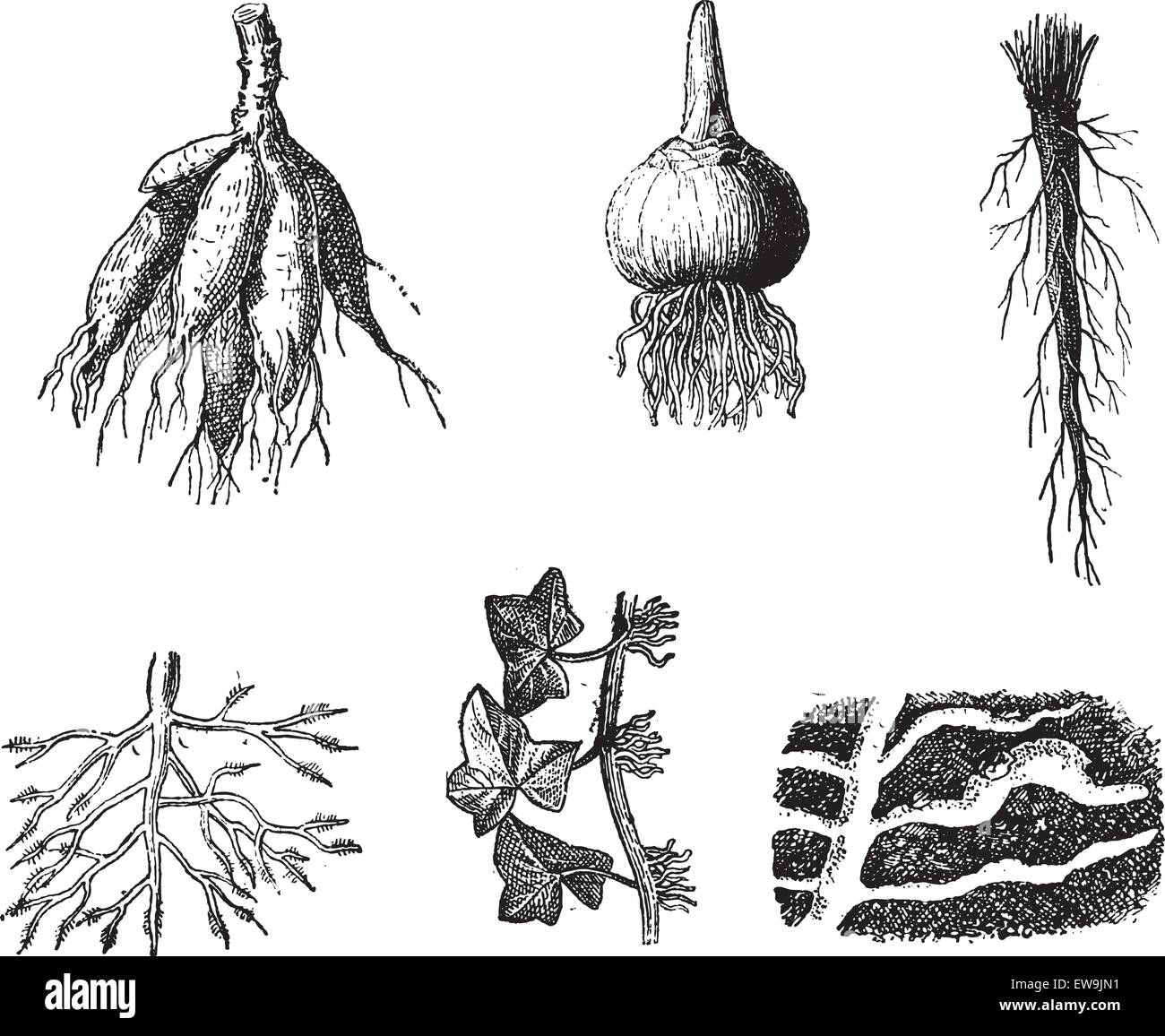 Dahlia roots Stock Vector Images - Alamy