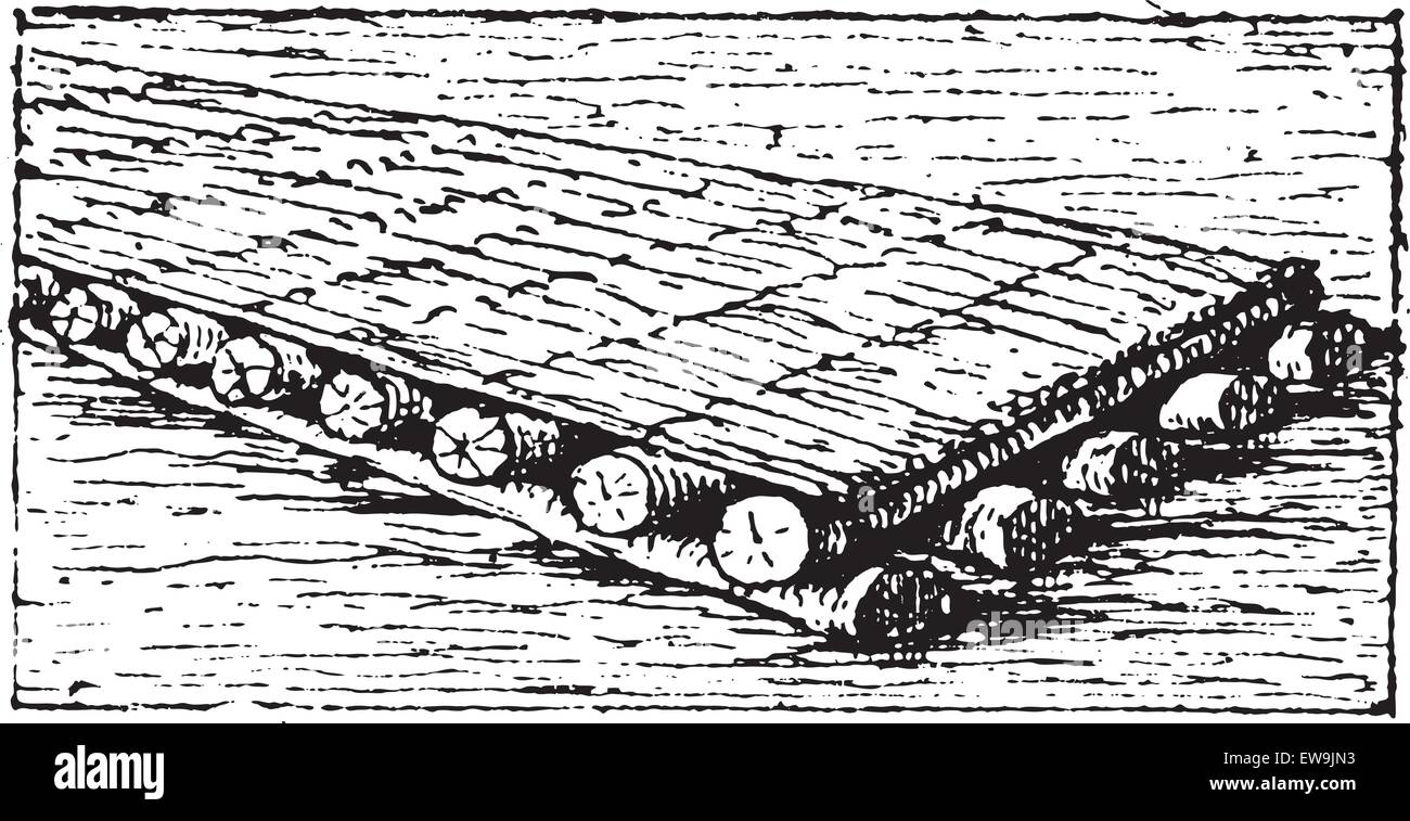 Old engraved illustration of Phoenician raft floating in the water ...