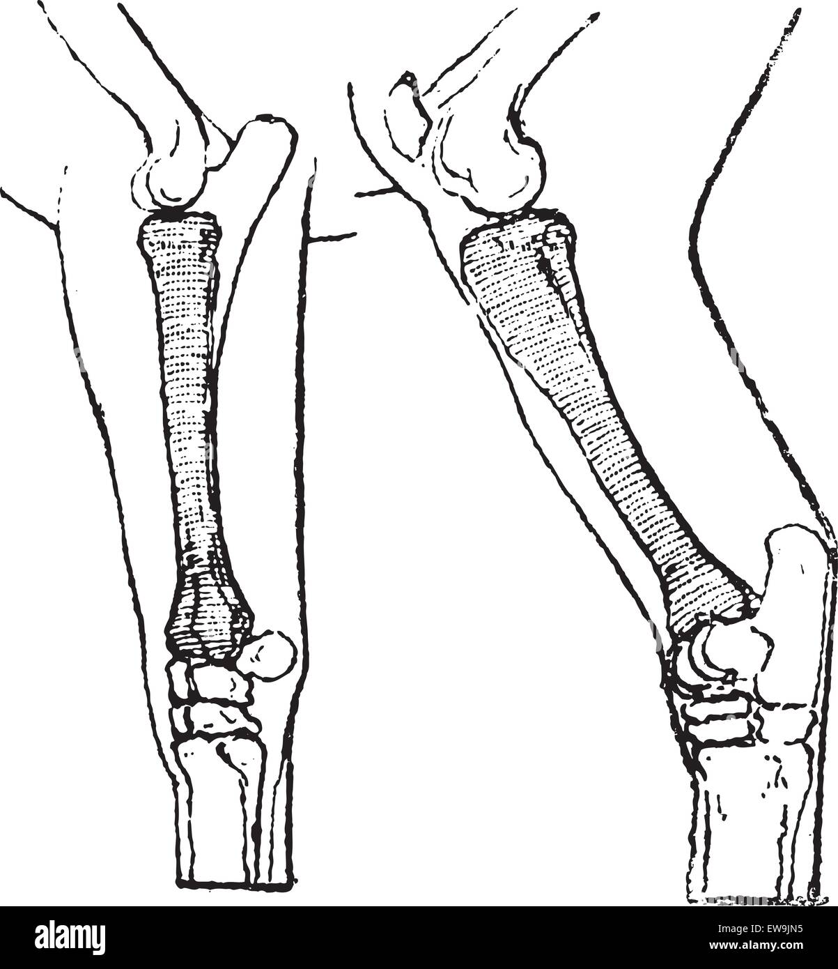 Horse leg skeleton Stock Vector Images - Alamy
