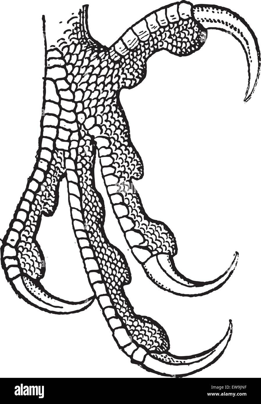 Vintage raptor art hi-res stock photography and images - Alamy