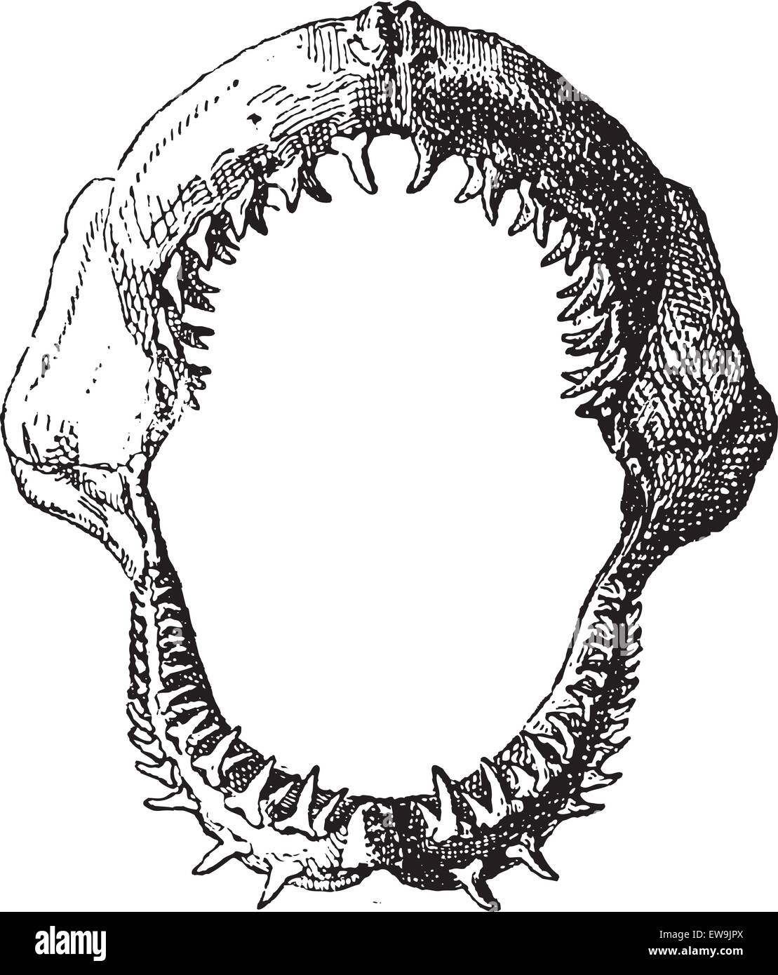 Shark Jaw Vector