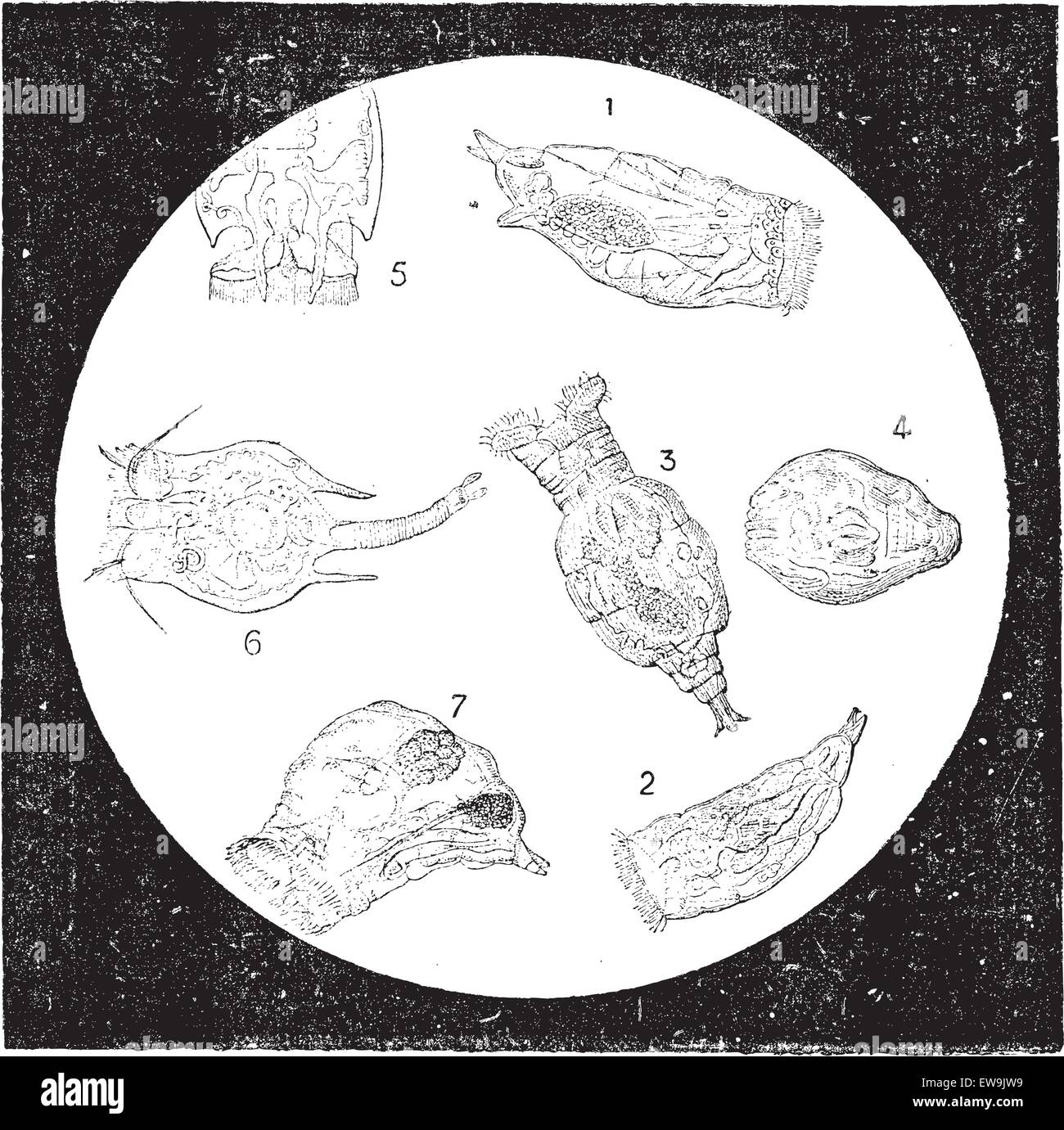 Rotifers or Rotifera or Wheel animal, vintage engraved illustration ...