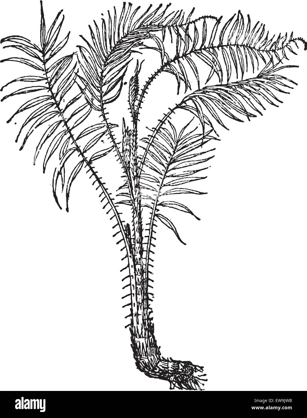 Rattan plant Stock Vector Images - Alamy