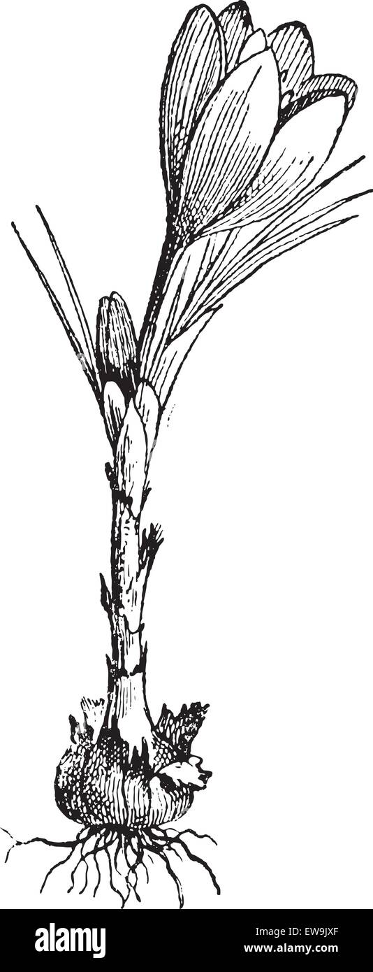 Saffron flower Stock Vector Images - Alamy