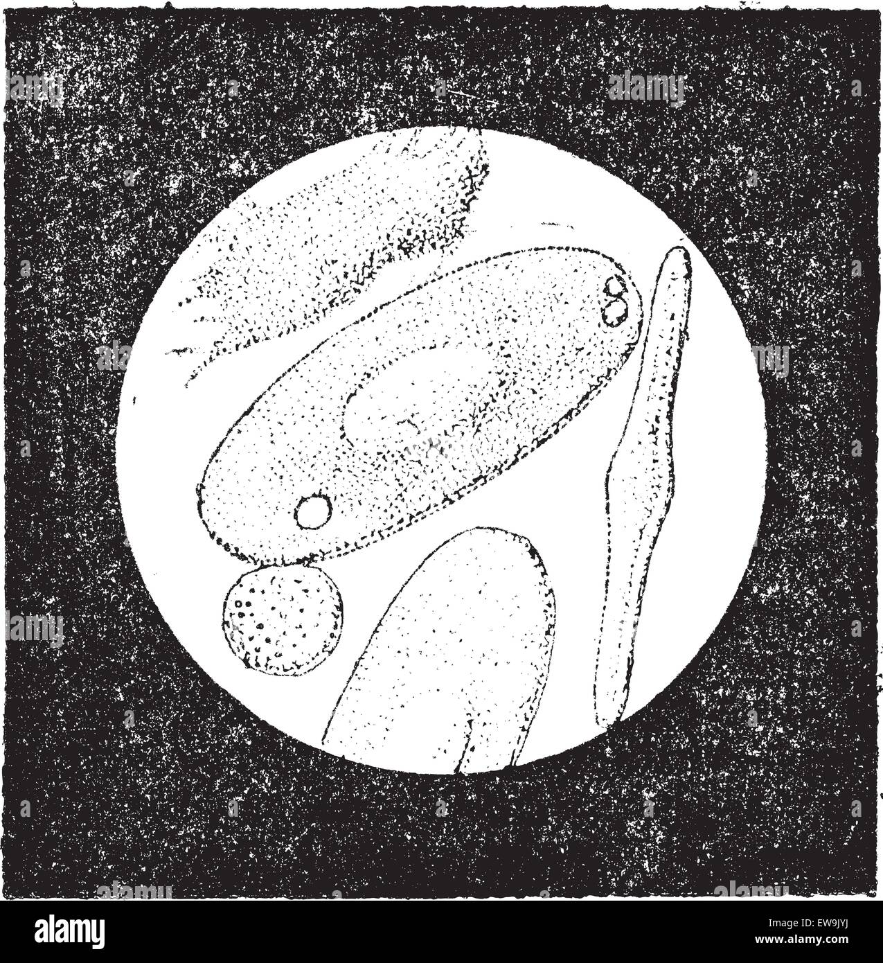 Fig. 5. Blood cells of frog (55 thousandths of a millimeter), vintage ...