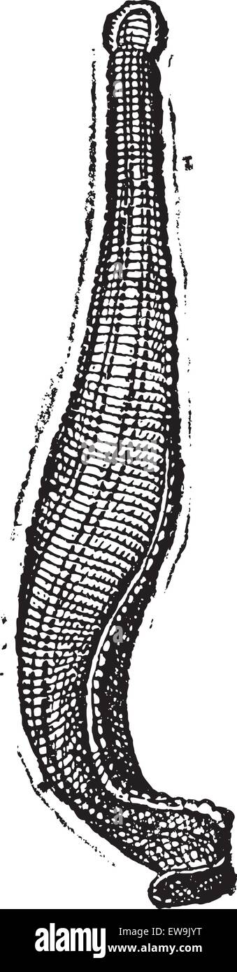 Medicinal leech Stock Vector Images - Alamy