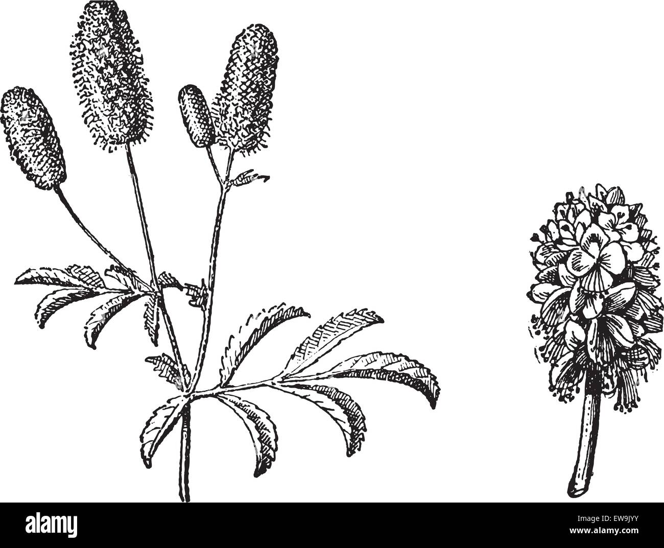 Burnet twig, Burnet flower, vintage engraved illustration. Dictionary ...