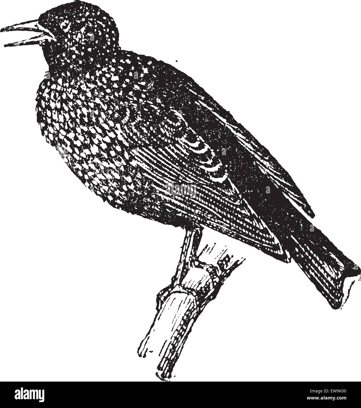 Vintage illustration drawing starling bird hi-res stock photography and ...