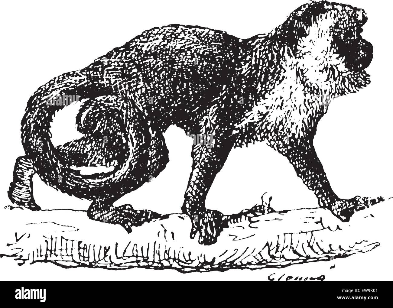 Old engraved illustration of Monkey on the tree branch. Dictionary of ...