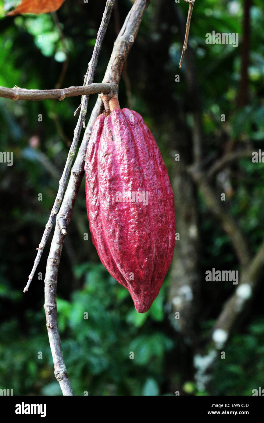 Cocoa plant hi-res stock photography and images - Alamy