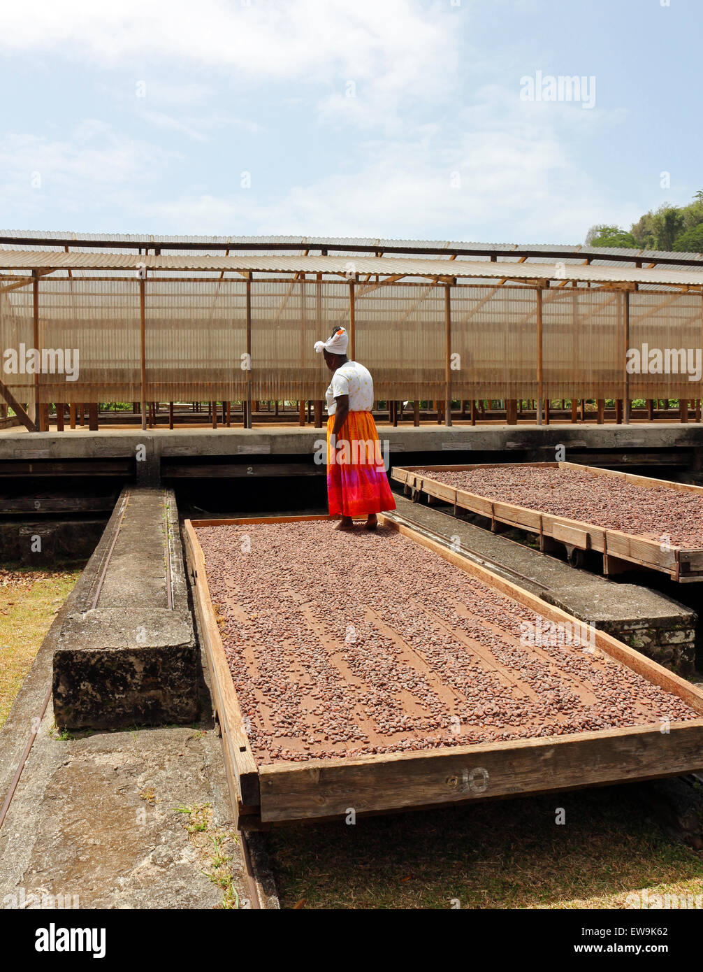 Cocoa farm hi-res stock photography and images - Alamy
