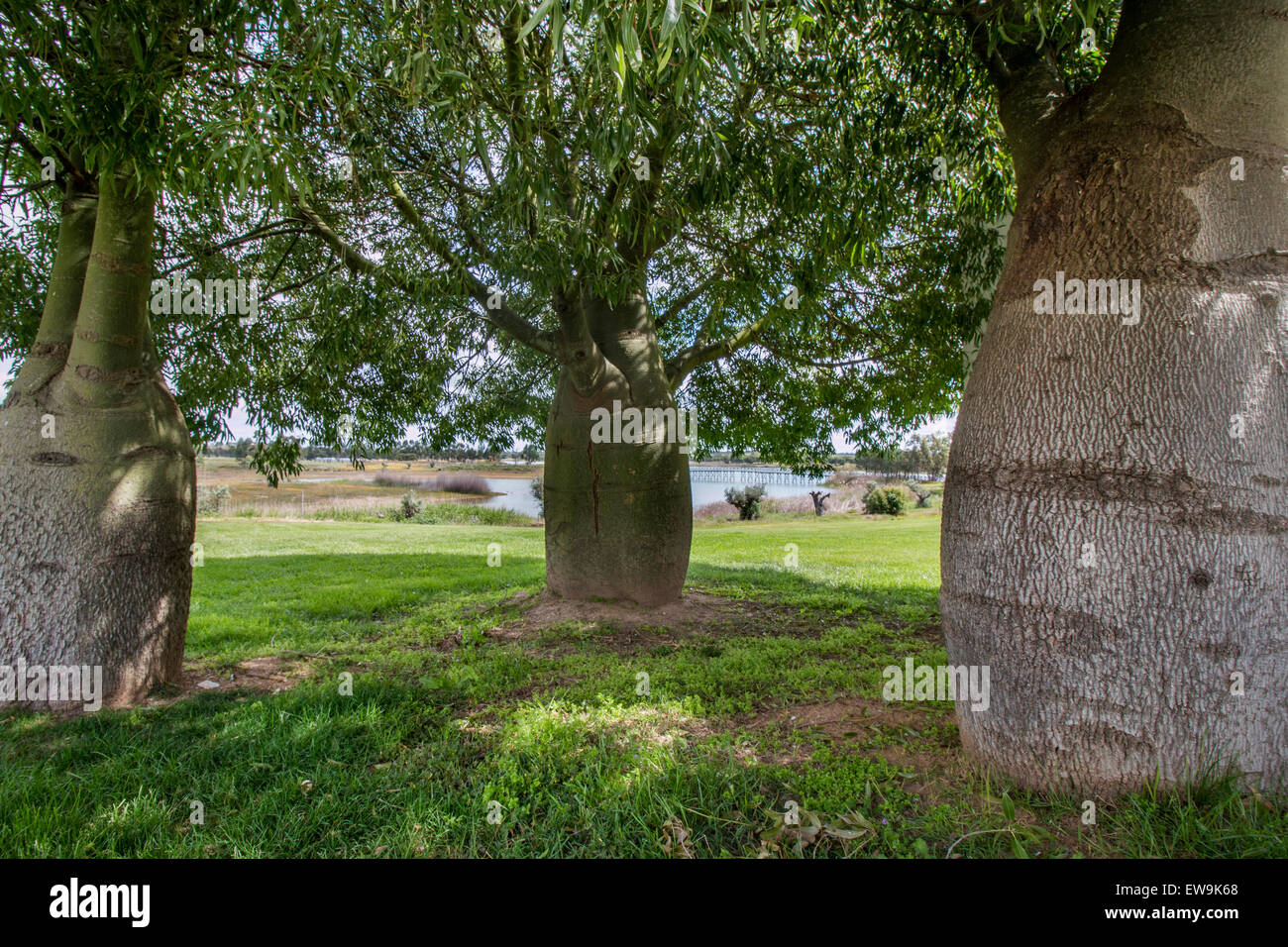 Large boab tree hi-res stock photography and images - Alamy