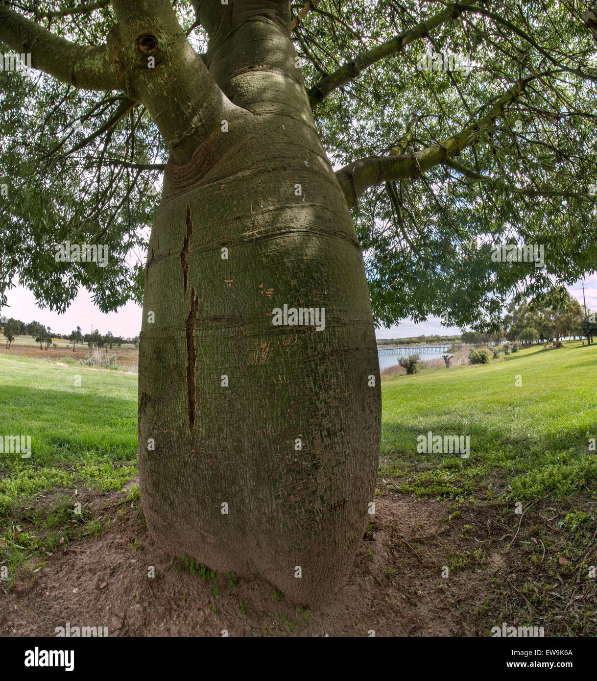 Trunk caudex hi-res stock photography and images - Alamy