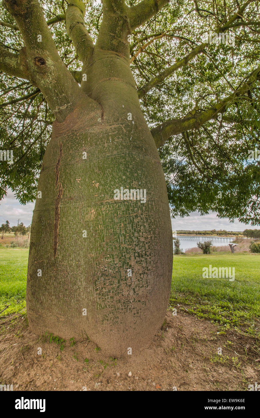 Trunk caudex hi-res stock photography and images - Alamy