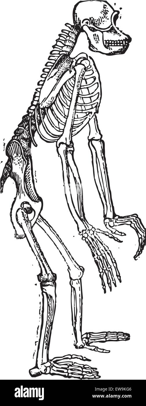Chimpanzee anatomy hi-res stock photography and images - Alamy