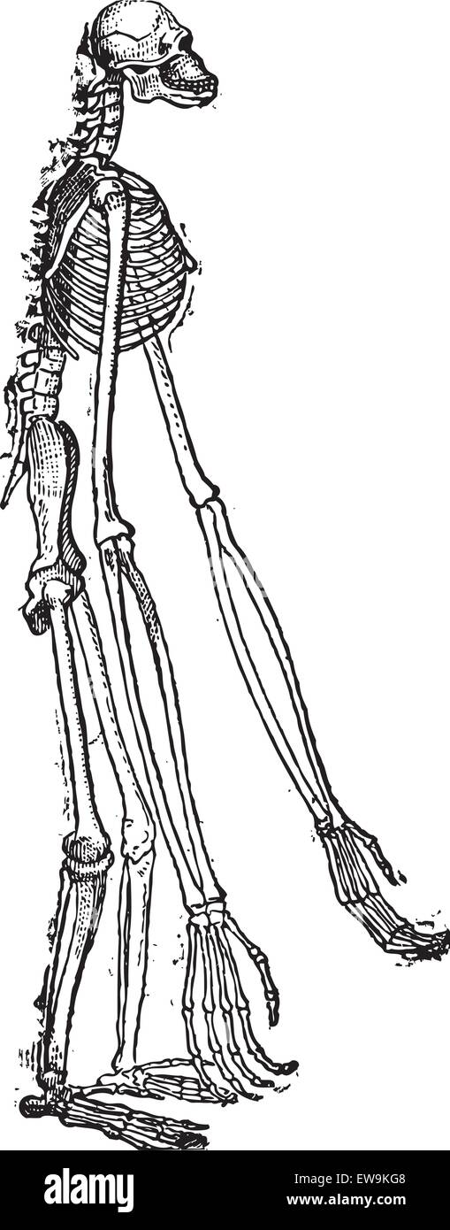 Old engraved illustration of Skeleton of Gibbon isolated on a white ...