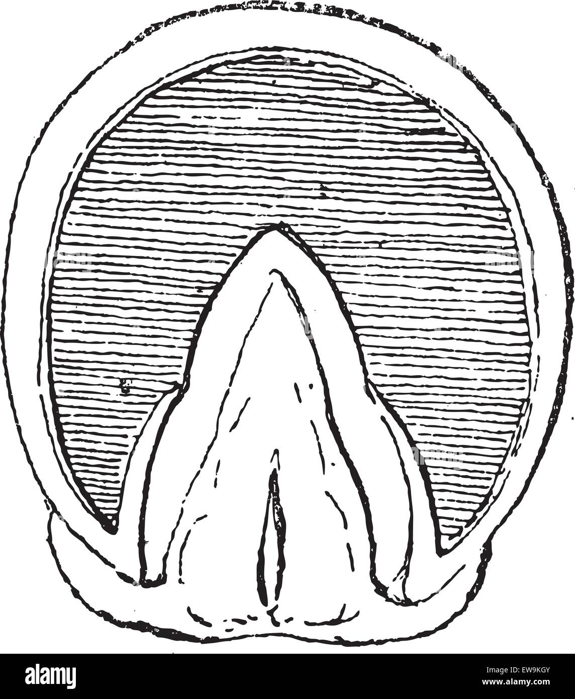 Horse Hooves Drawing