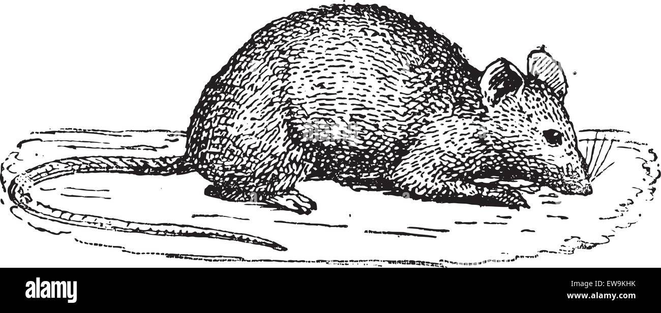 Mus musculus vector vectors hi-res stock photography and images - Alamy