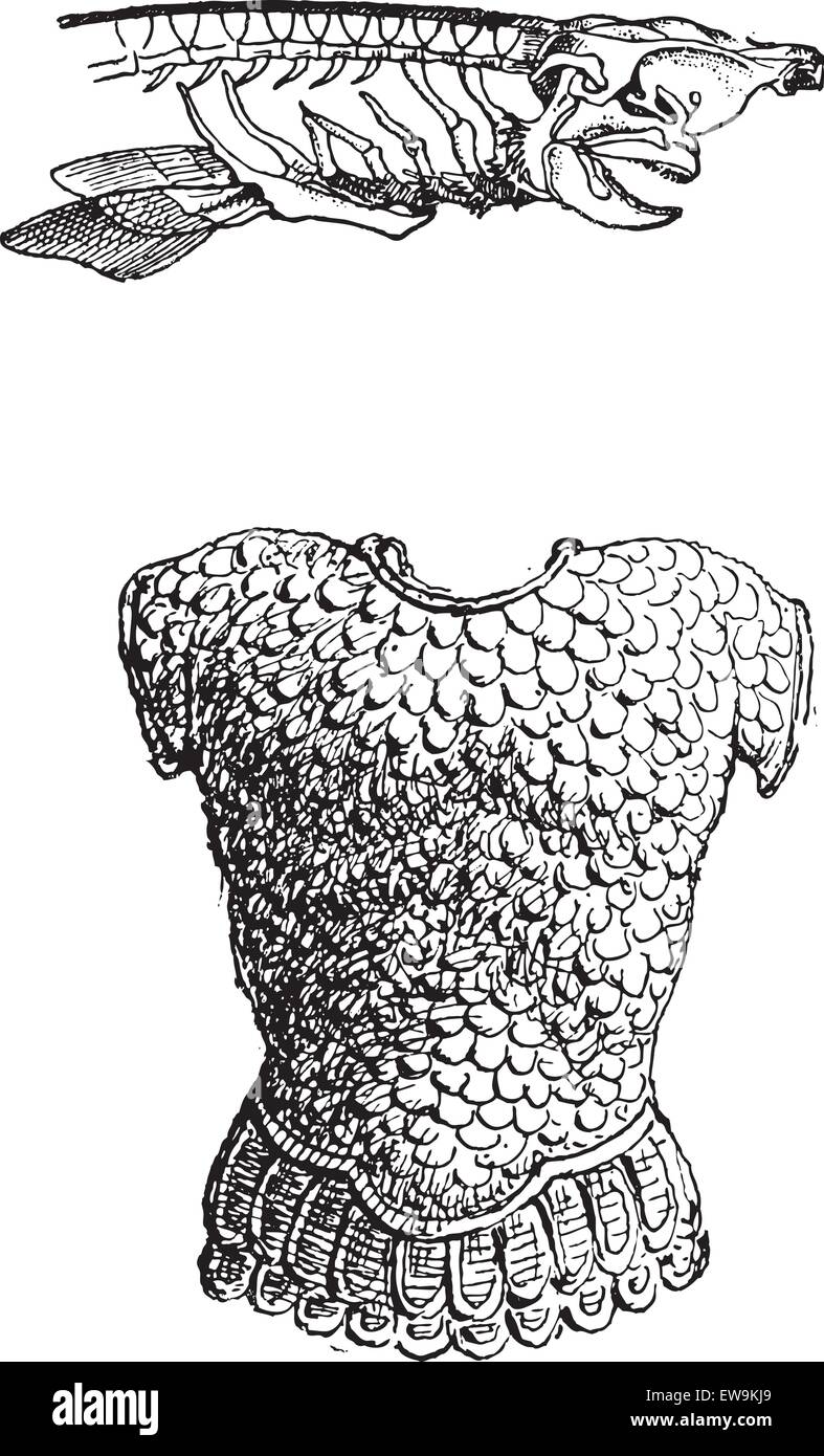 Dogfish Shark or Squalidae, showing skeleton, vintage engraved ...